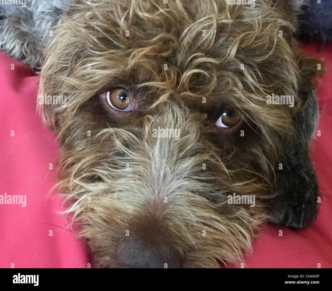 The natural dog hi-res stock photography and images - Alamy