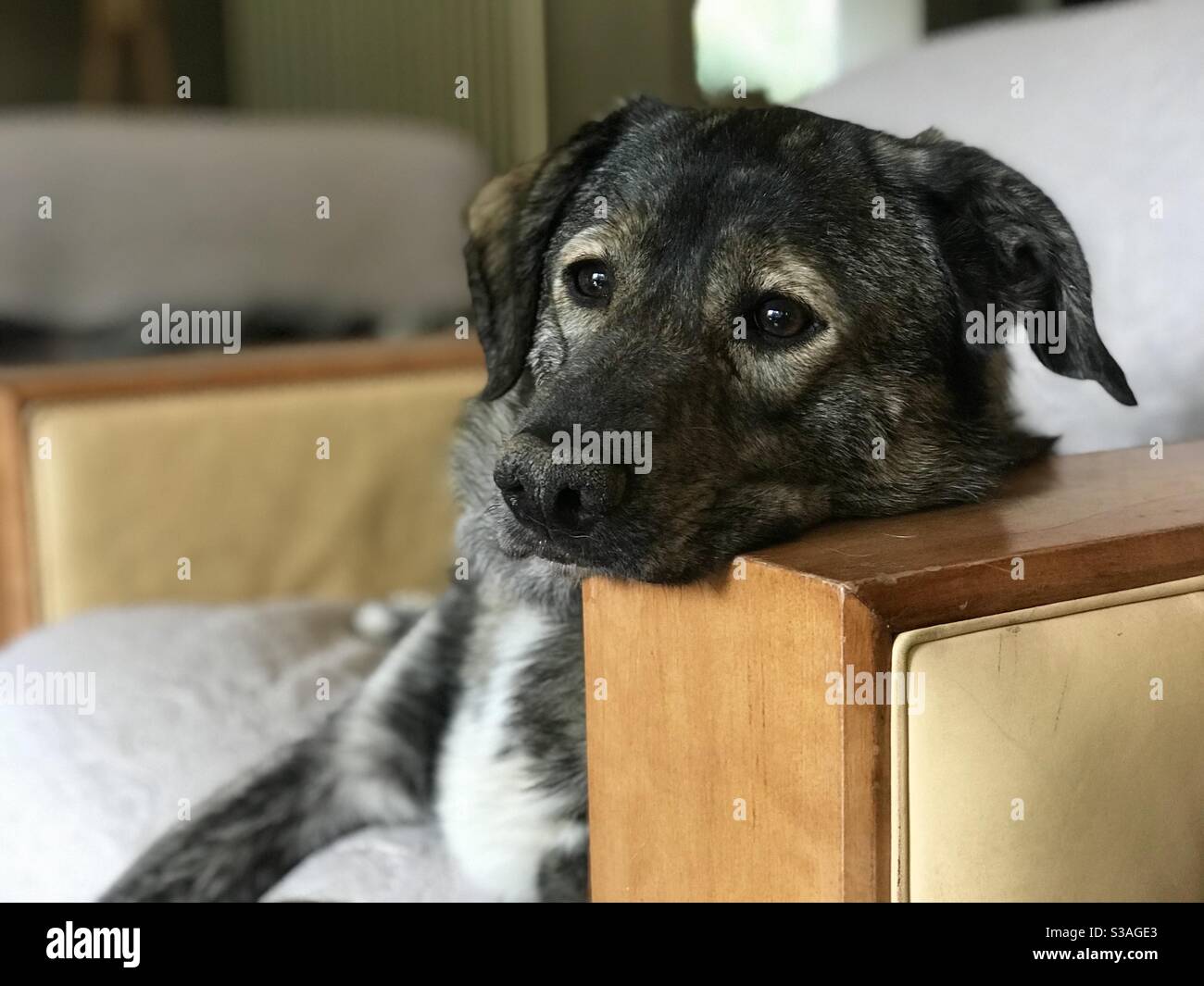 Special dog thinking with beautiful eyes Stock Photo - Alamy