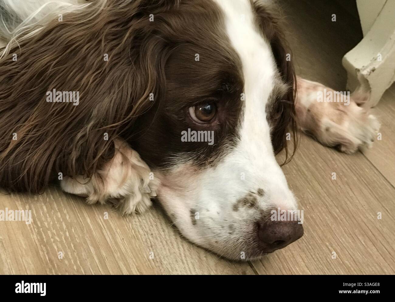They look sad hi-res stock photography and images - Alamy