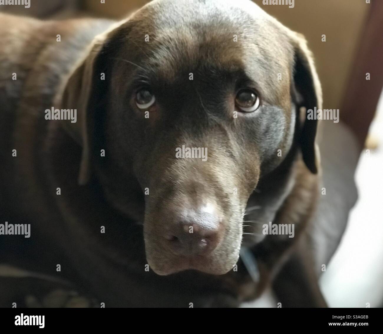 Brown and nice hi-res stock photography and images - Alamy