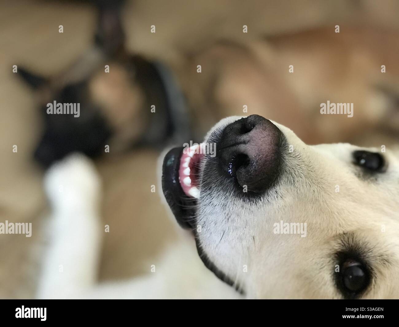 Golden retriever white hi-res stock photography and images - Alamy