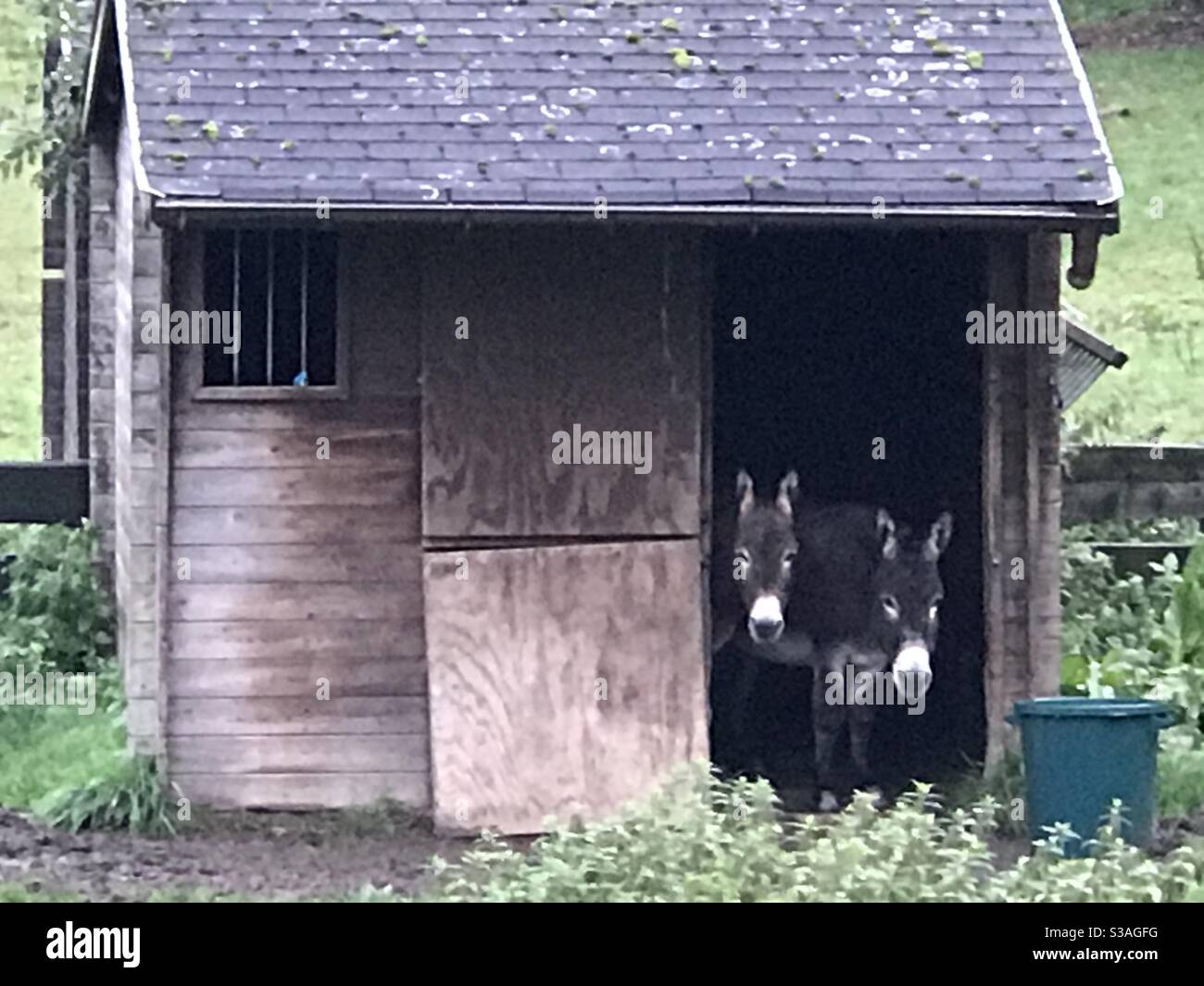 2 donkeys hi-res stock photography and images - Alamy