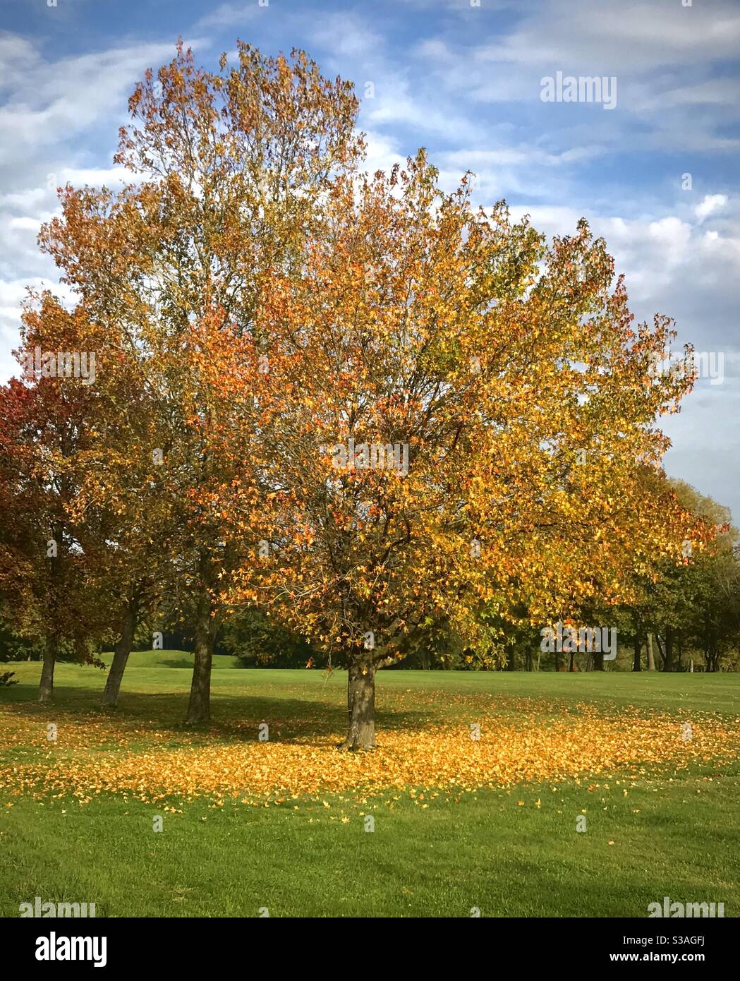 Golden tree hi-res stock photography and images - Alamy
