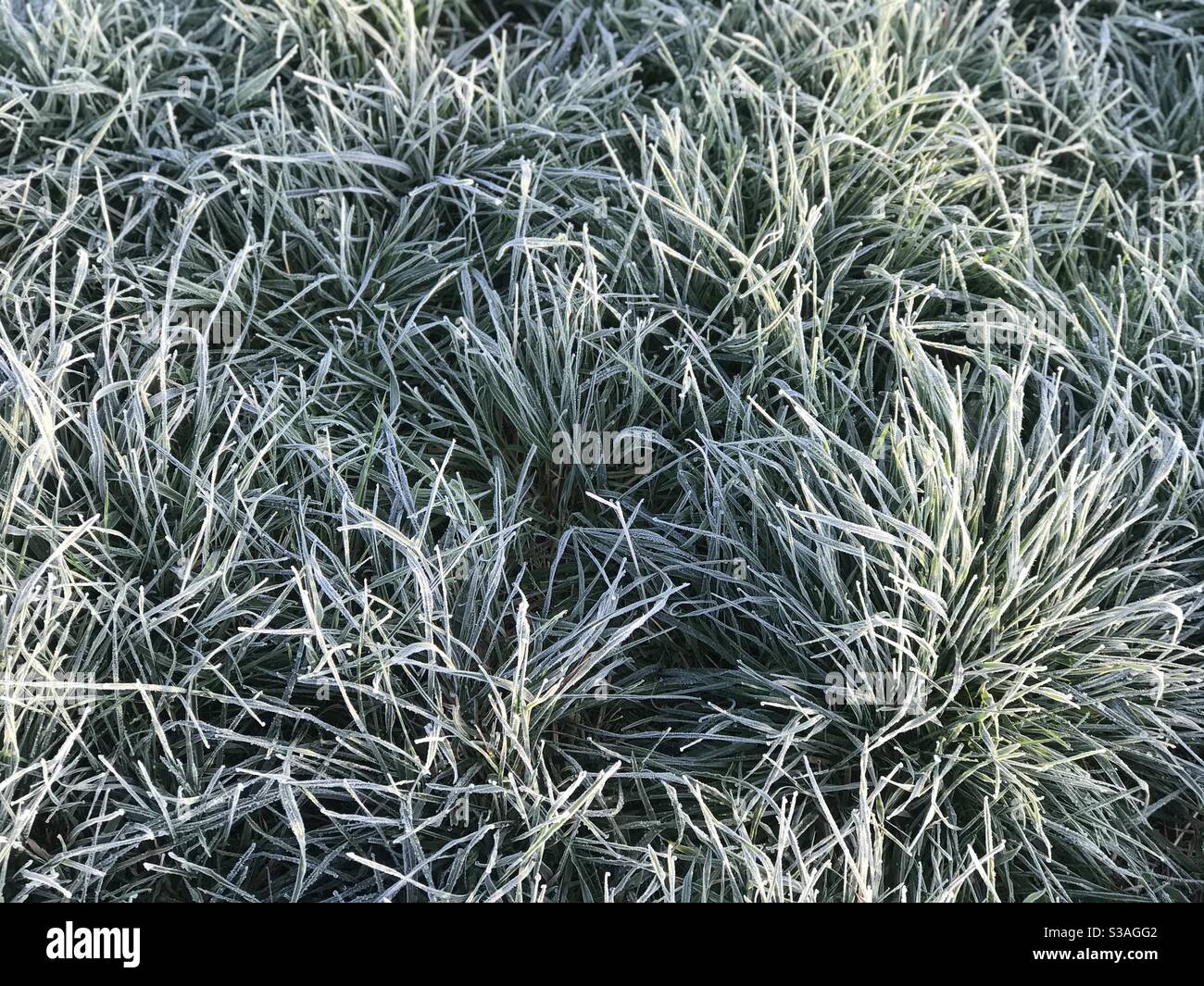 Frozen grass hi-res stock photography and images - Alamy