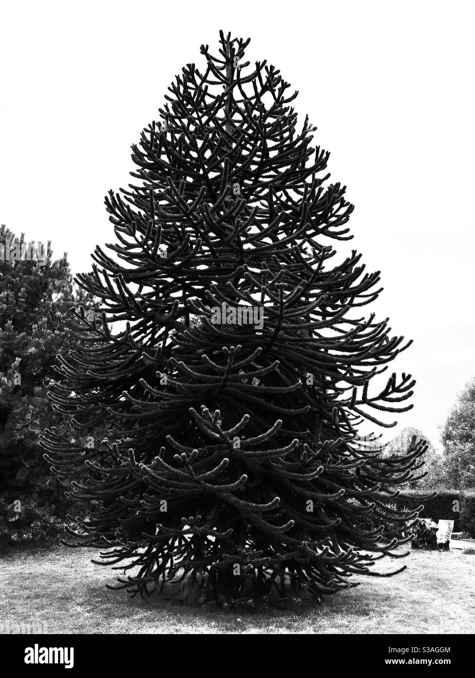 Monkey tall tree Black and White Stock Photos & Images - Alamy