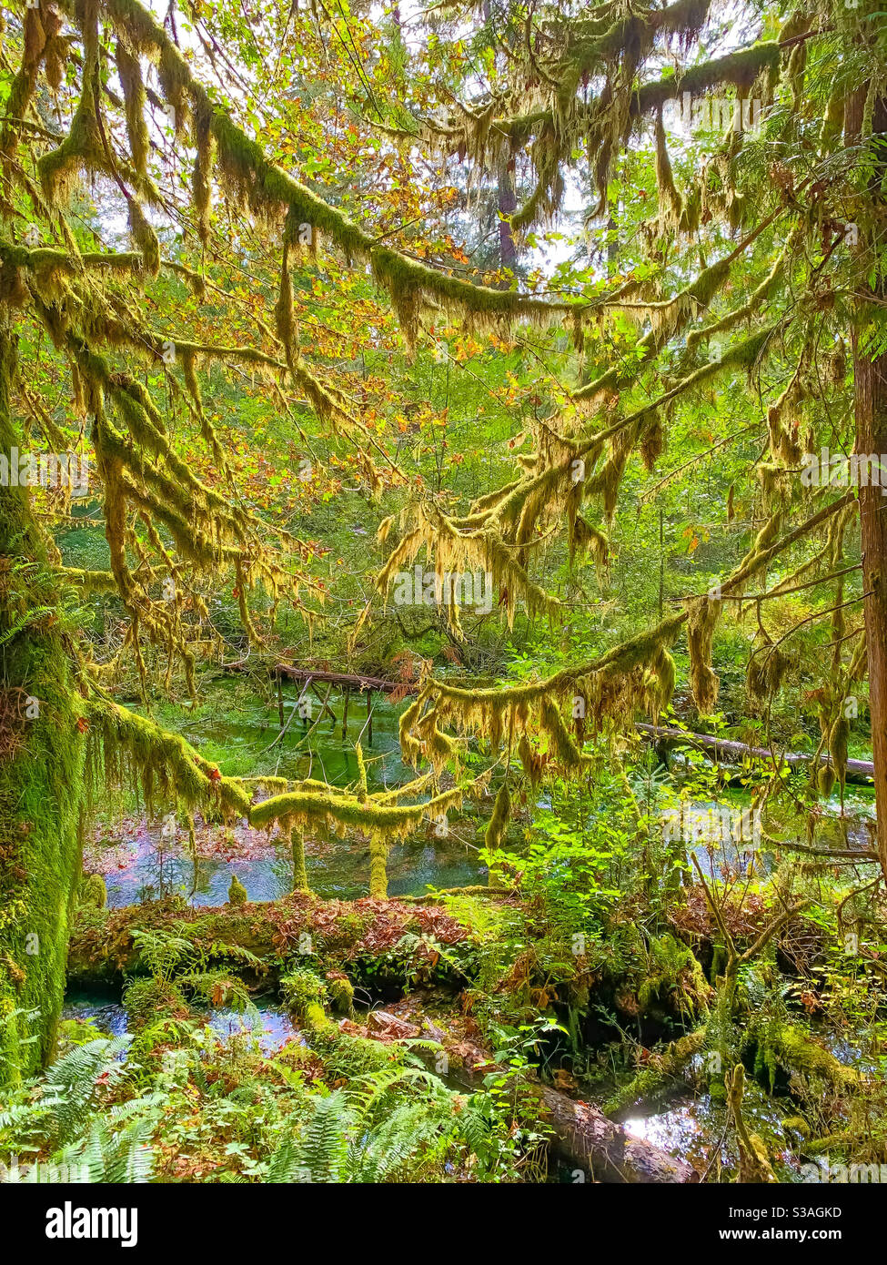 Moss trees hi-res stock photography and images - Alamy