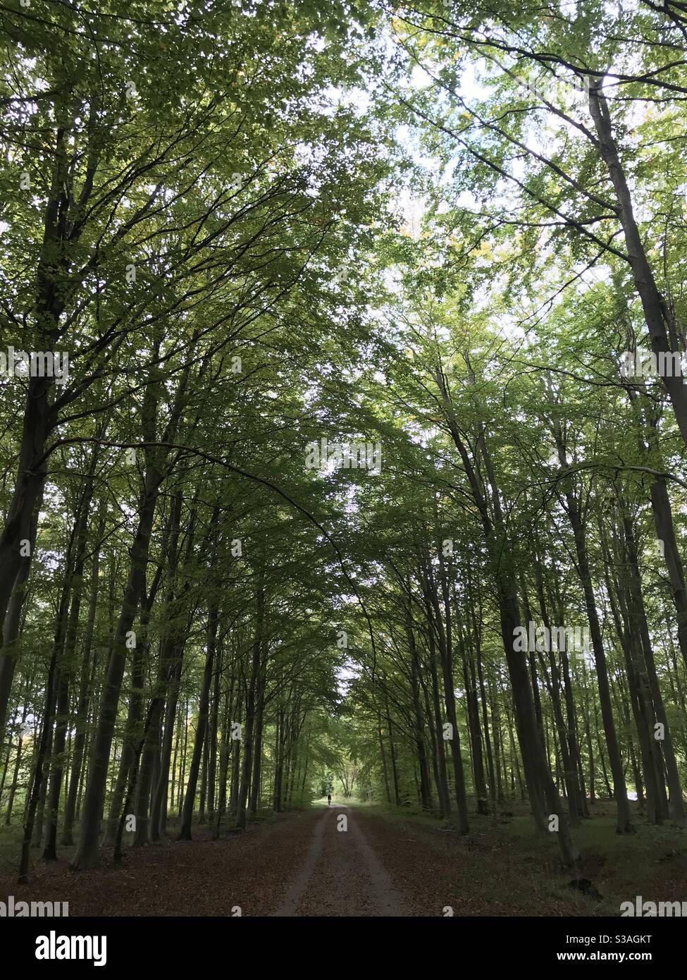 Hareskov hi-res stock photography and images - Alamy