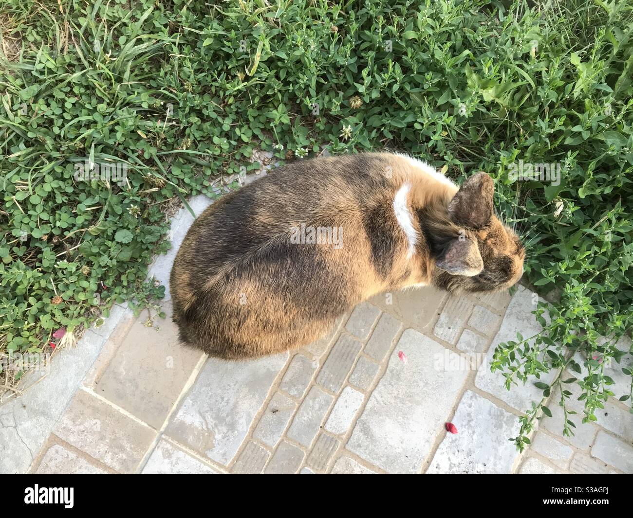 Grazing rabbit hi-res stock photography and images - Alamy