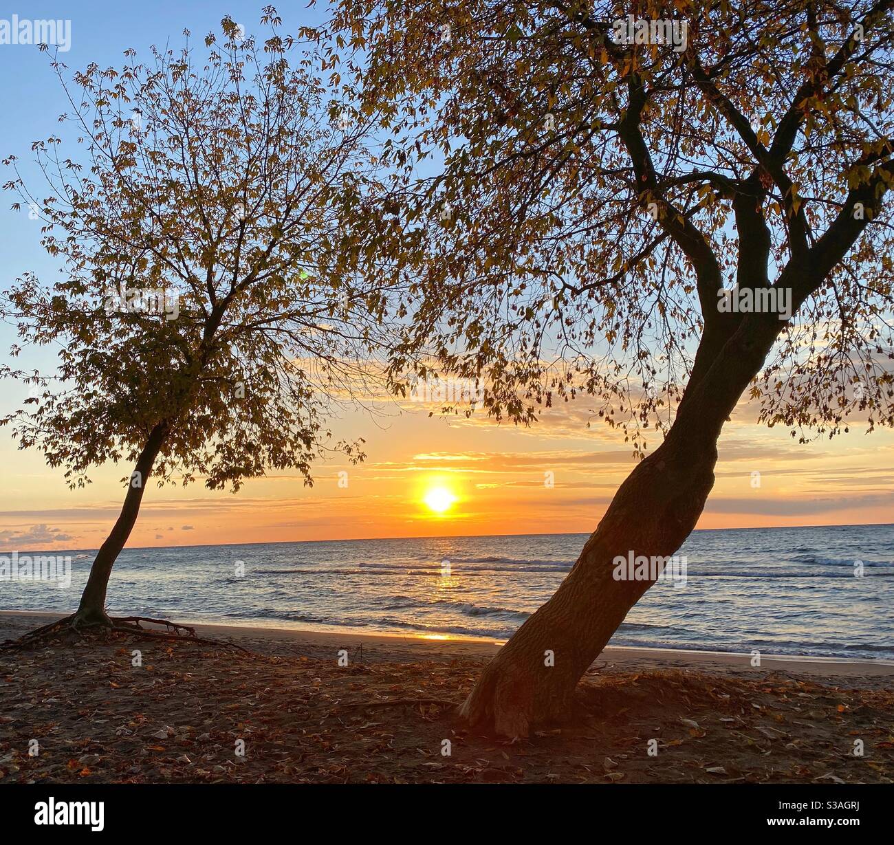 Fall trees on beach hi-res stock photography and images - Alamy