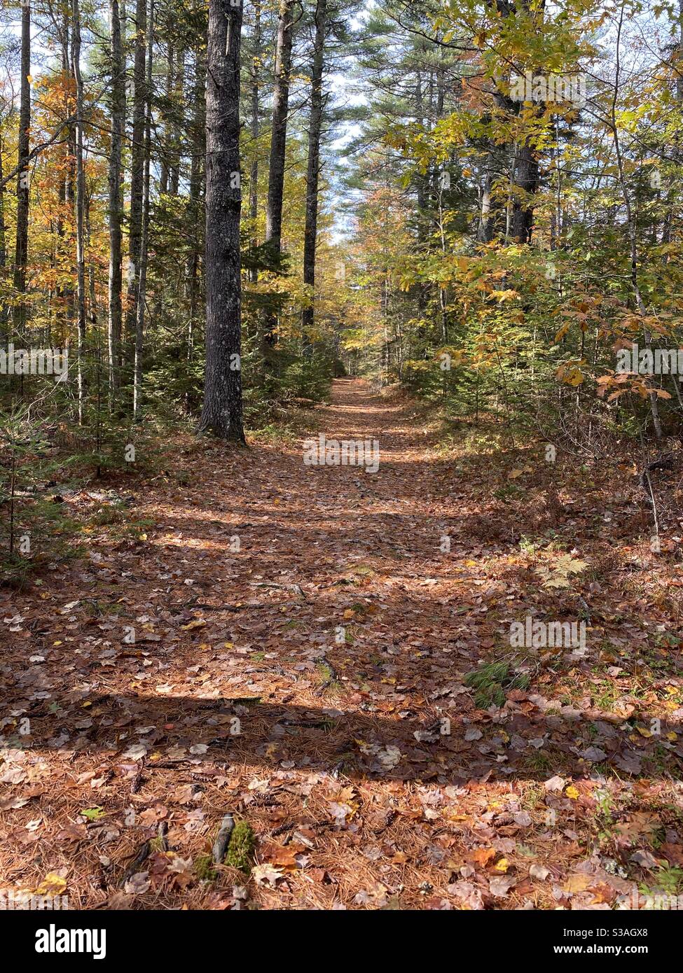 Leaf strewn path hi-res stock photography and images - Alamy