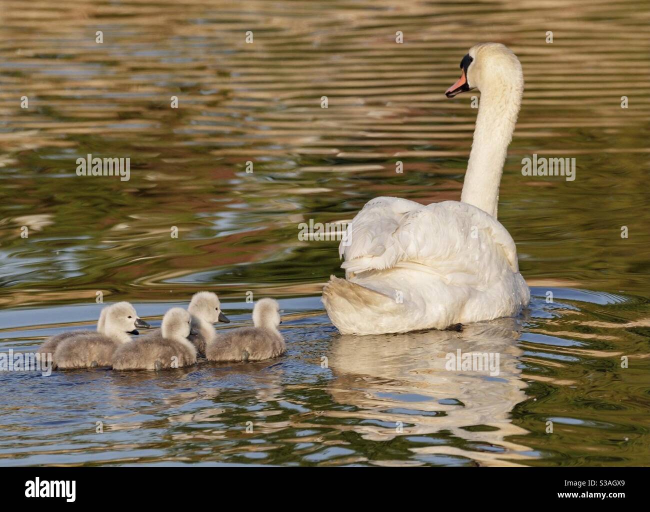 Swan signets hi-res stock photography and images - Alamy