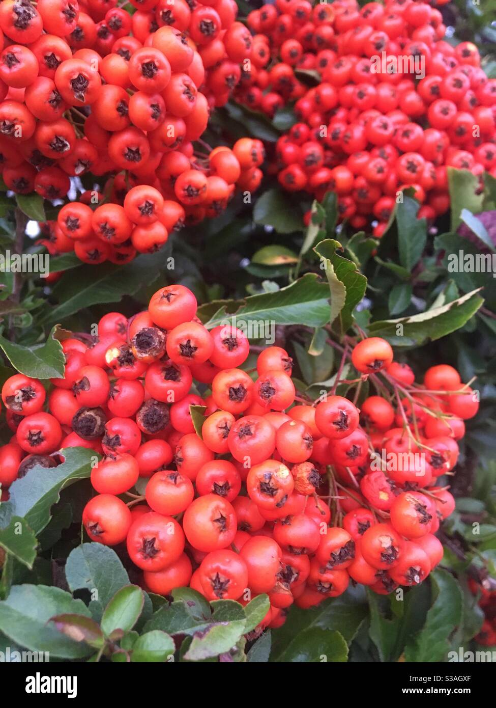 Red plants hi-res stock photography and images - Alamy