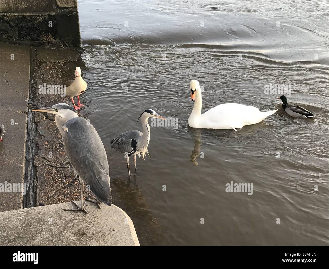 Peaceful co existence hi-res stock photography and images - Alamy