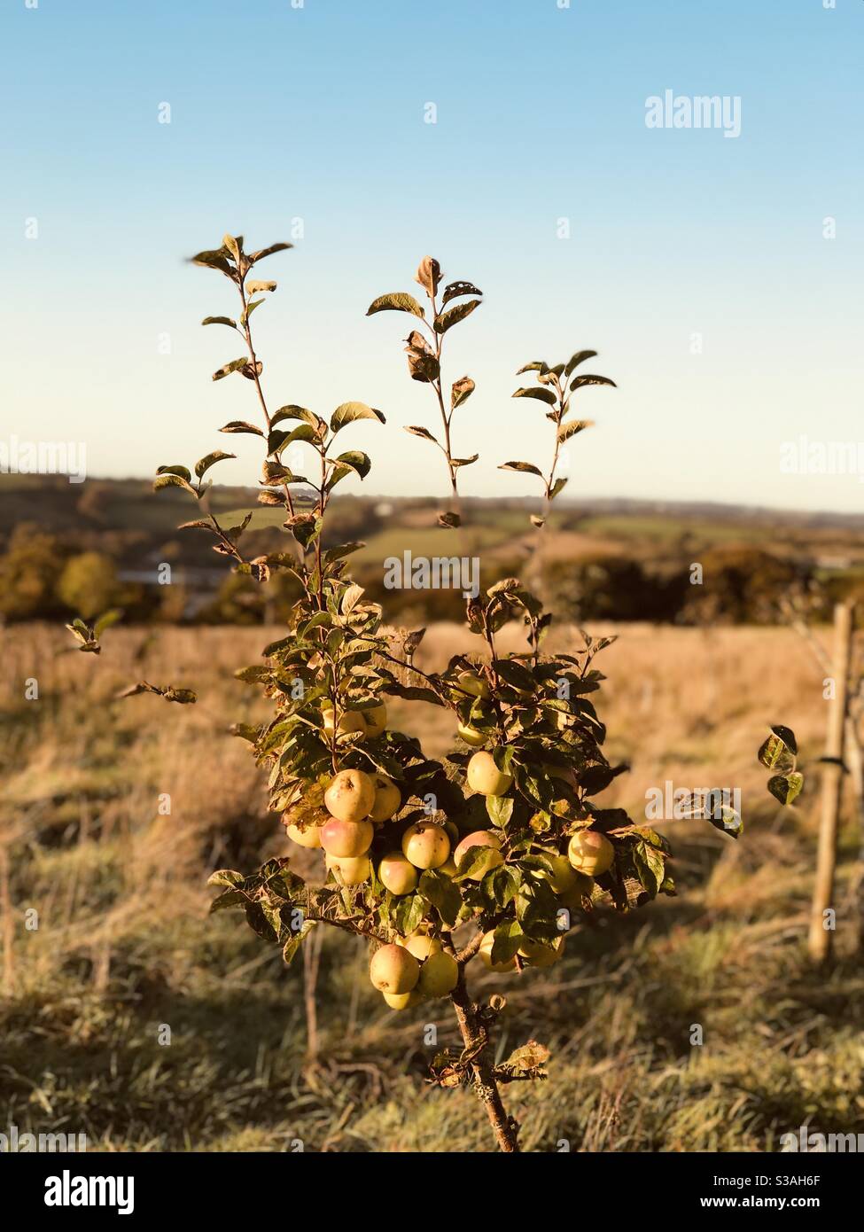 Apple orchard cornwall hi-res stock photography and images - Alamy