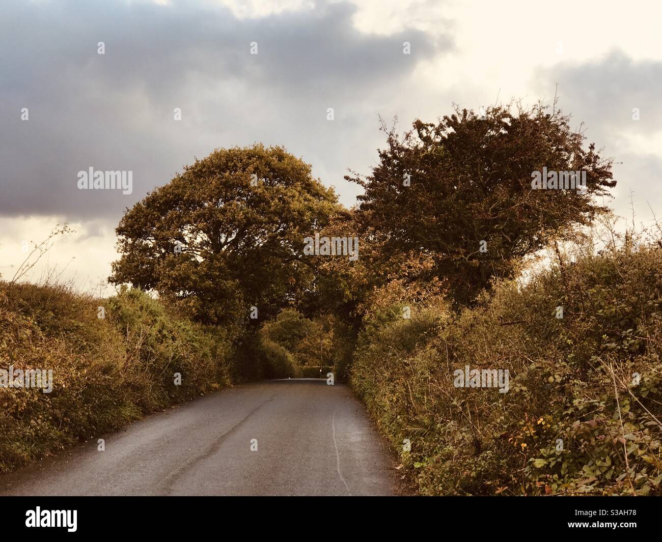 Cornish Country Lane High Resolution Stock Photography and Images - Alamy