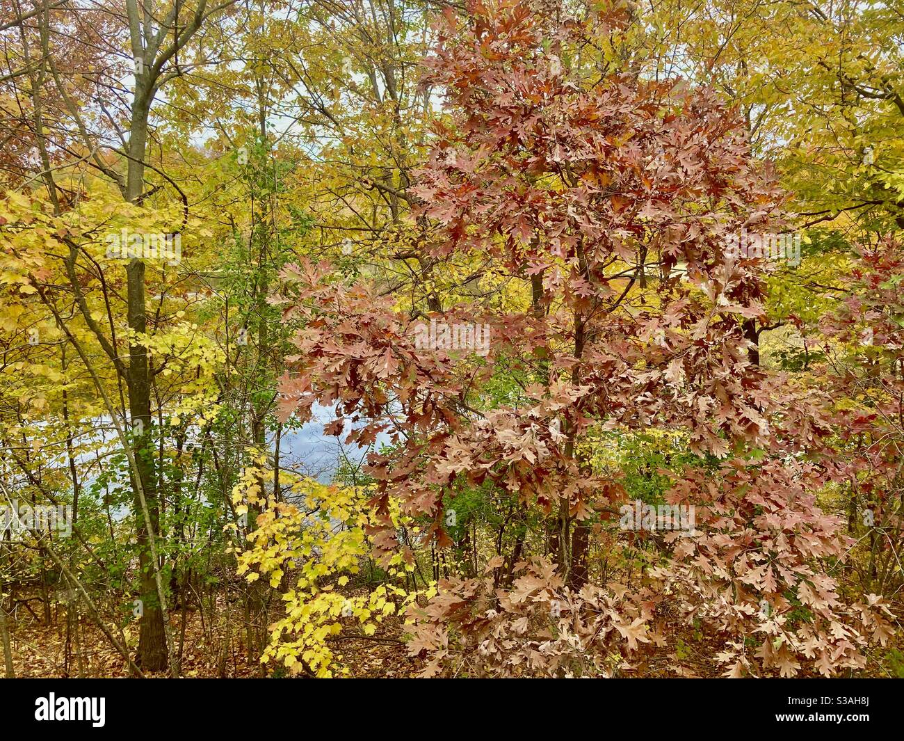 Hidden pond hi-res stock photography and images - Alamy