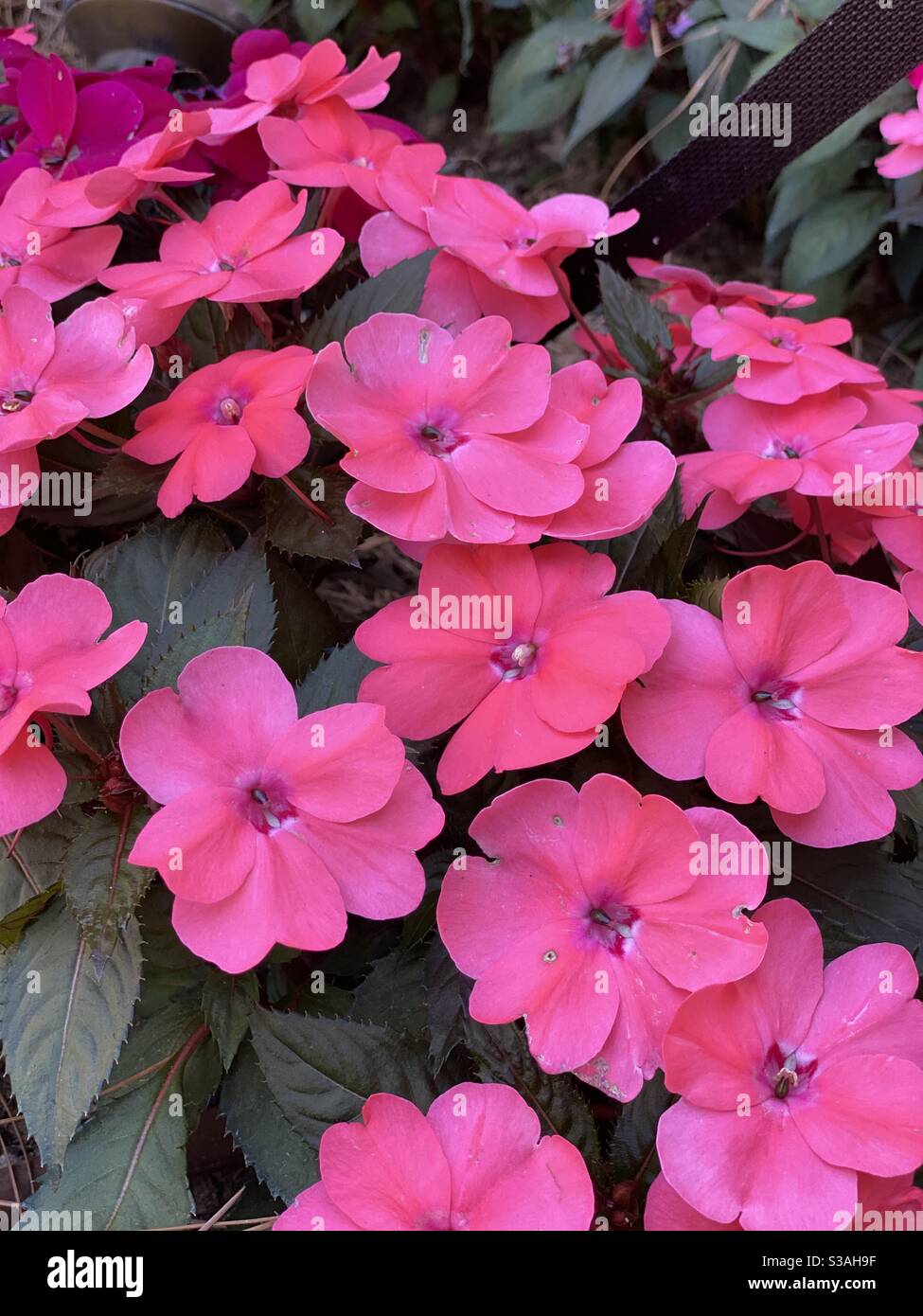Coral colored sun patients in full bloom Stock Photo - Alamy