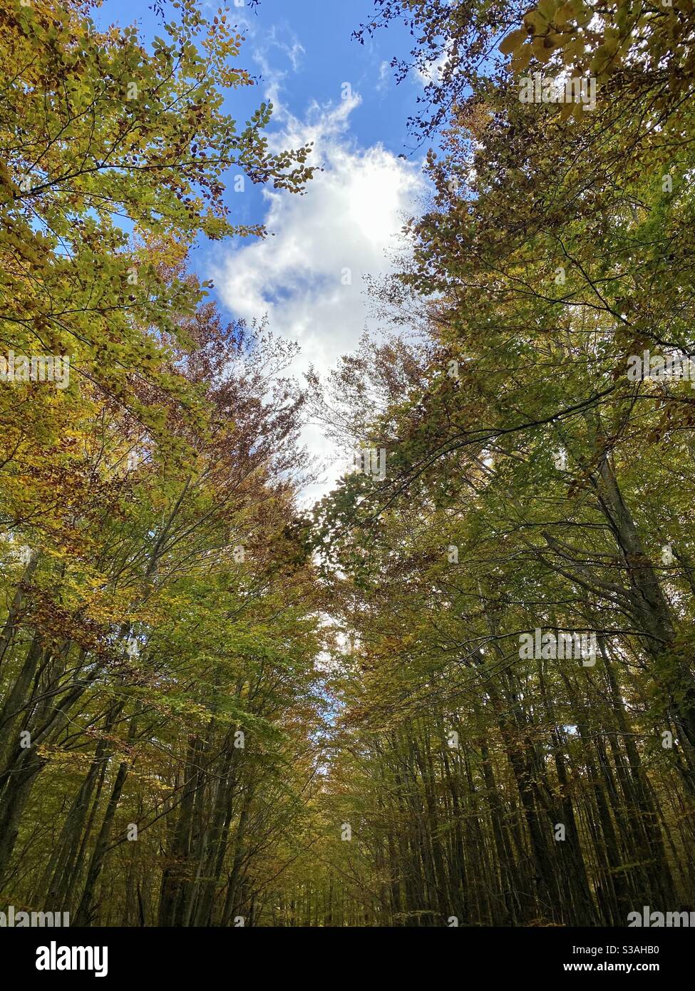 Autumn trees colours hi-res stock photography and images - Alamy