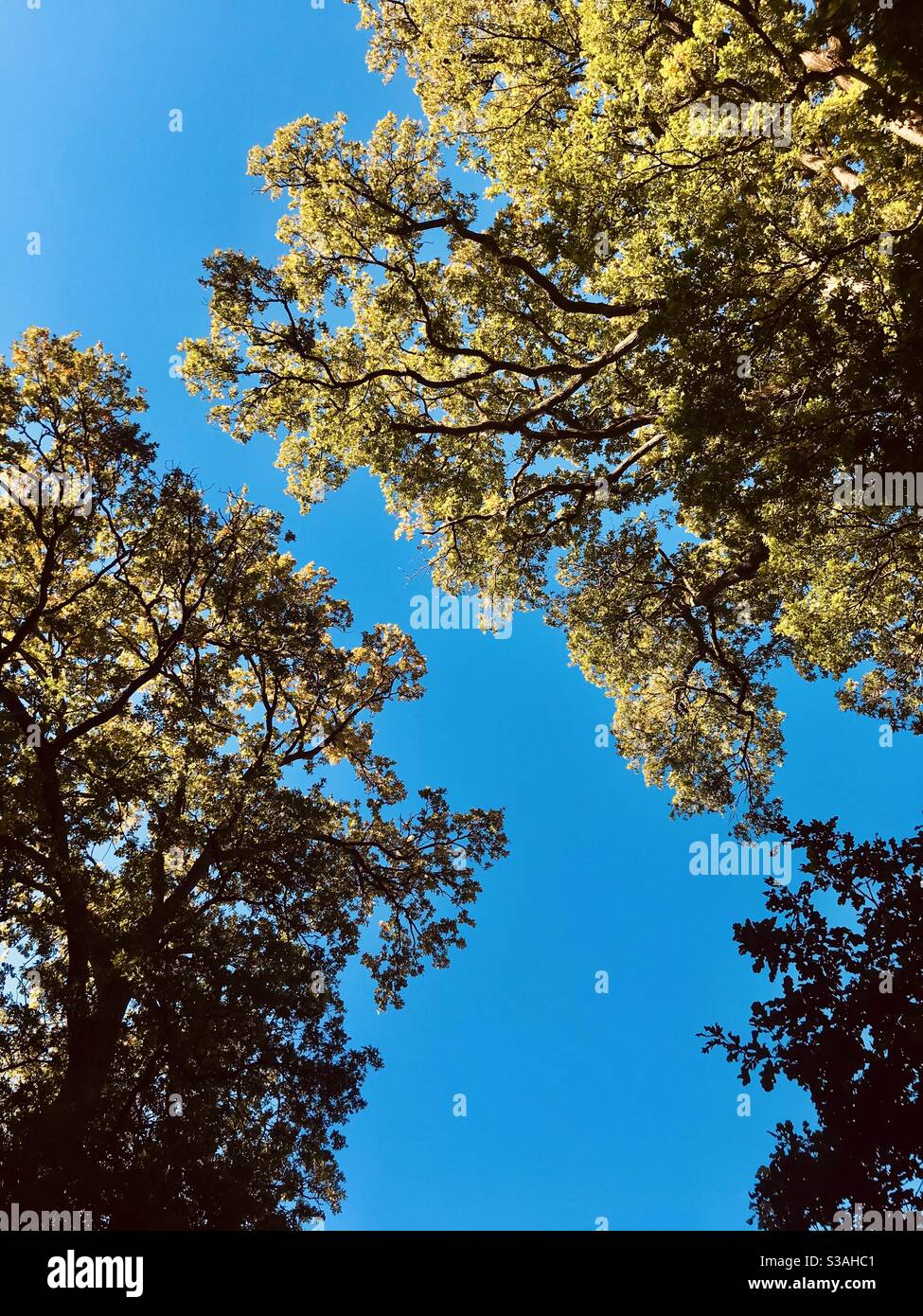 Clear canopy hi-res stock photography and images - Alamy