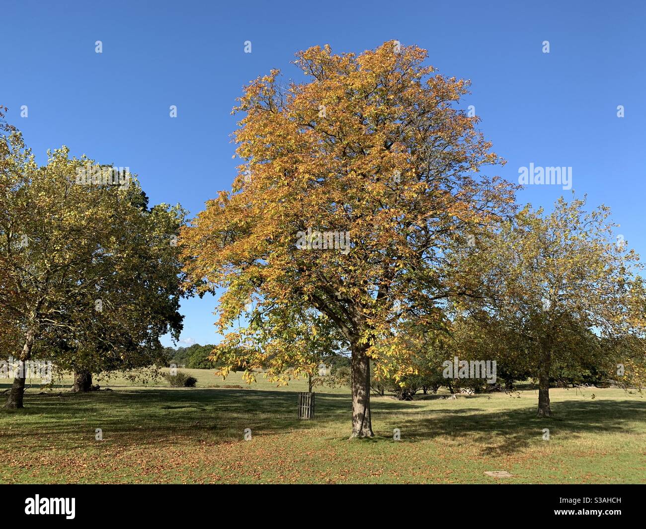 October tree hi-res stock photography and images - Alamy