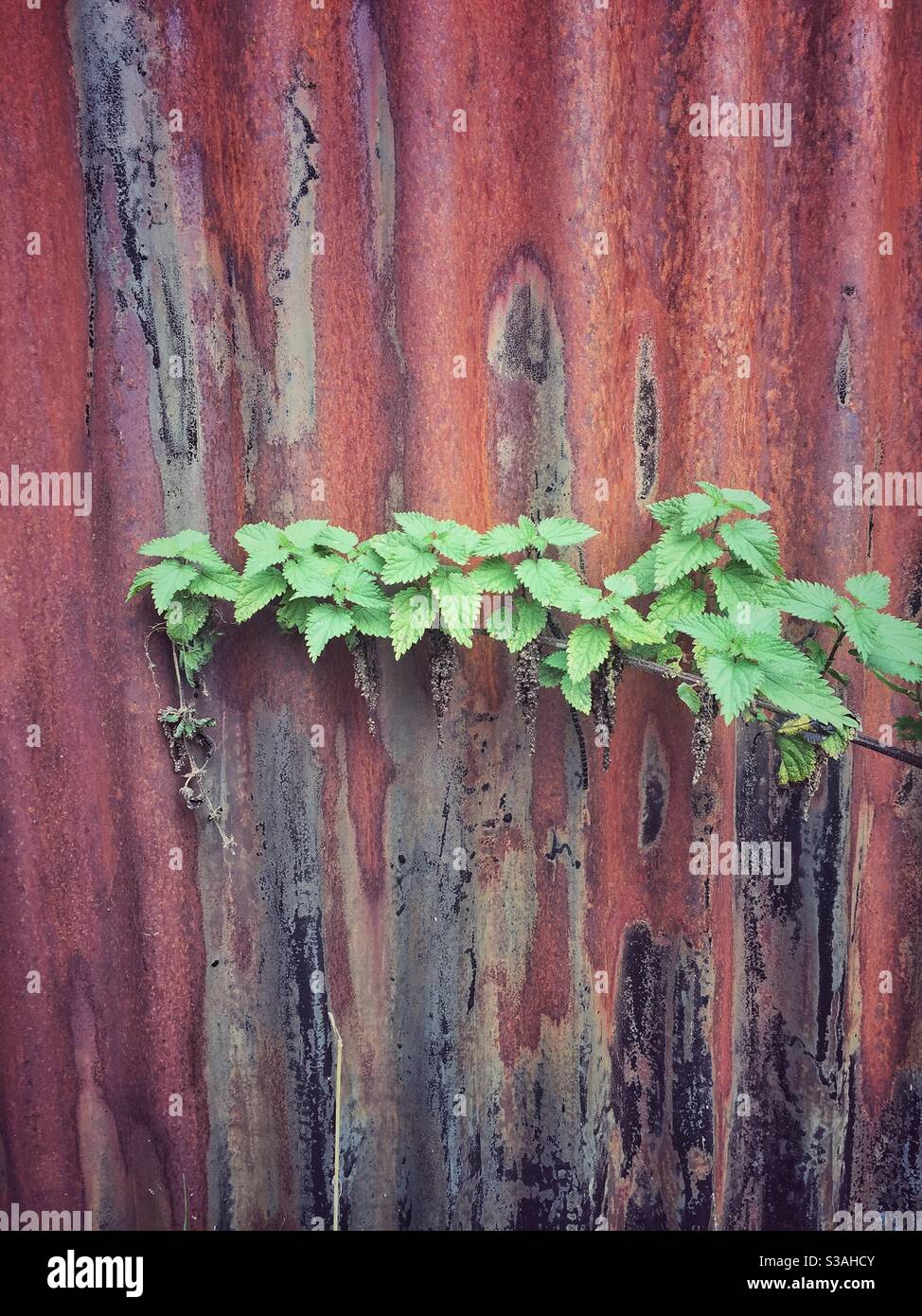 Nettle set against old corrugated iron Stock Photo - Alamy