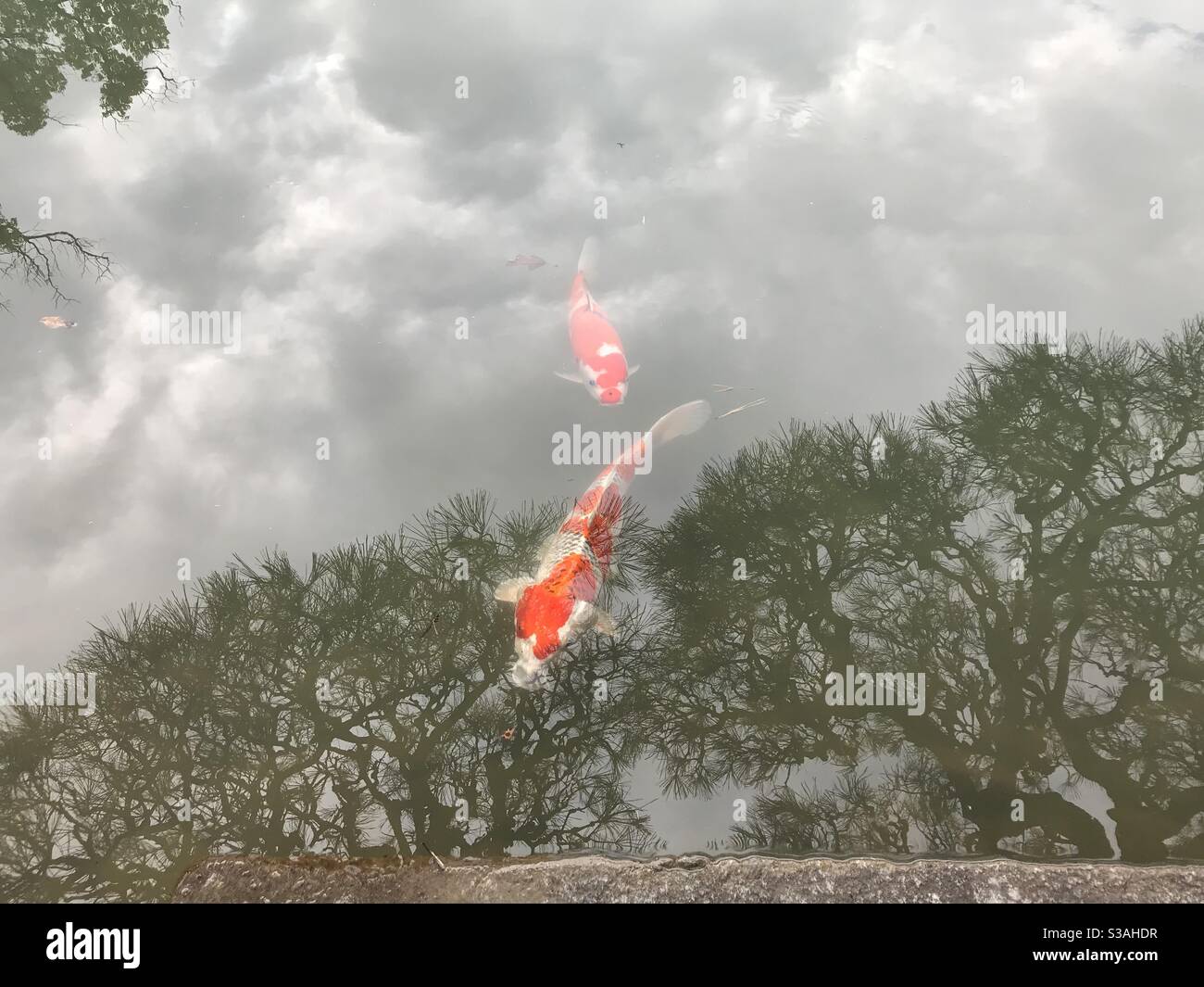 Reflection sky tree koi fish in water hi-res stock photography and ...