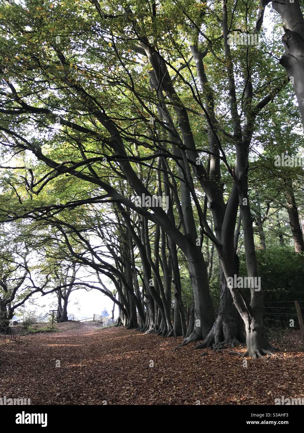 Shade dappled path hi-res stock photography and images - Alamy