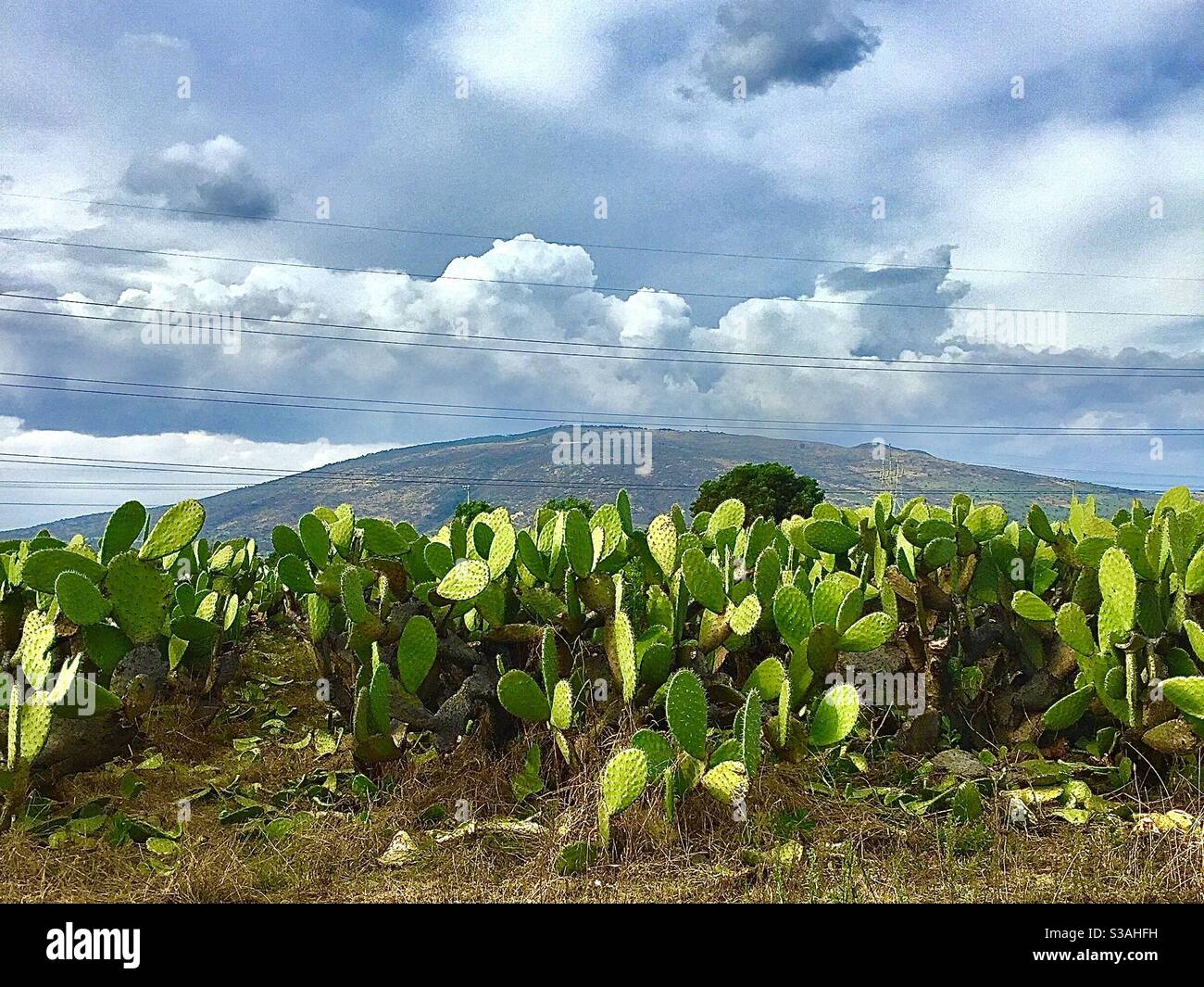 Nopal hi-res stock photography and images - Alamy