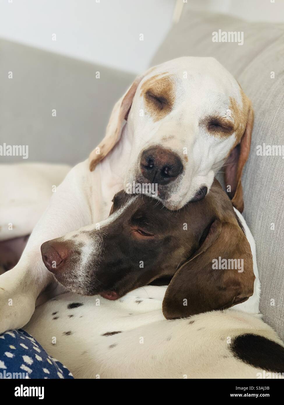 Sleepy dogs hi-res stock photography and images - Alamy