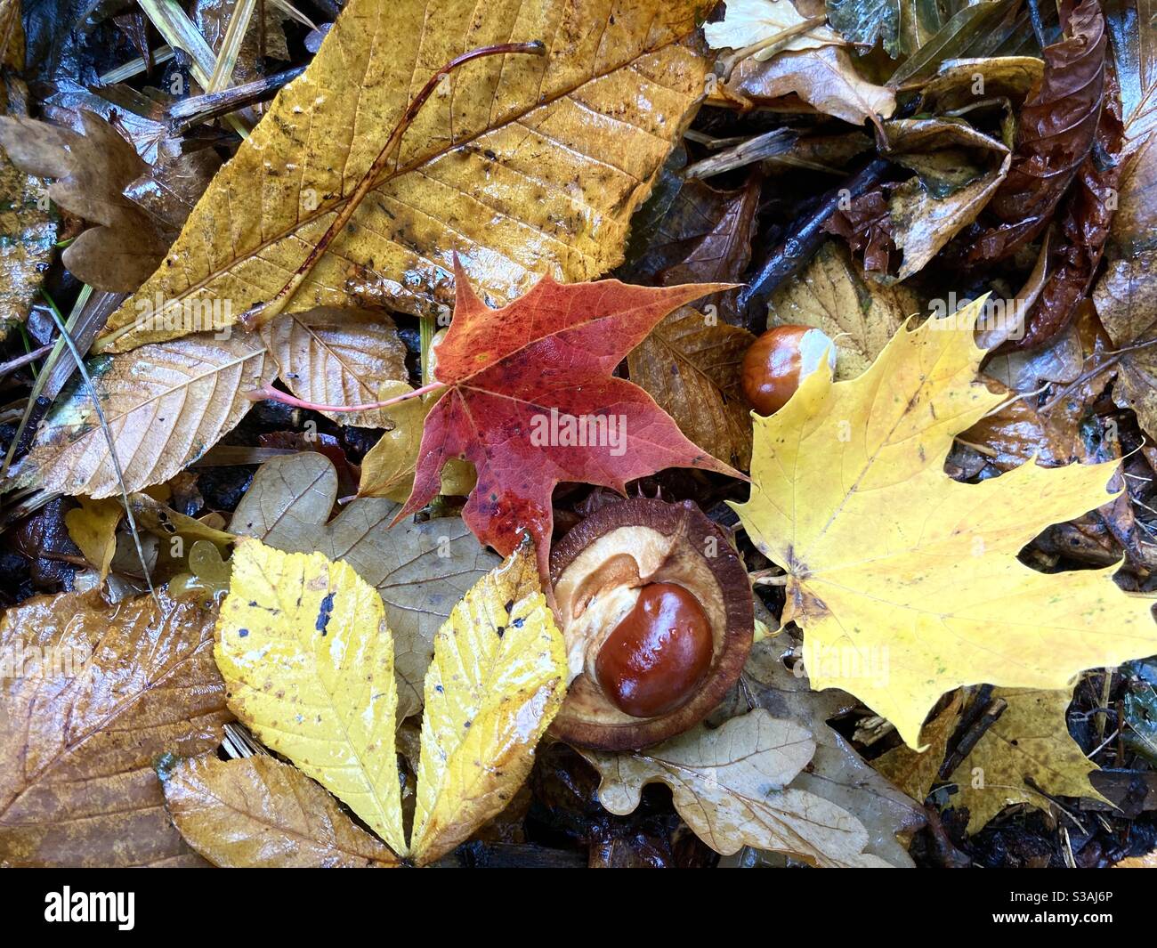 Leaves and conkers hi-res stock photography and images - Alamy