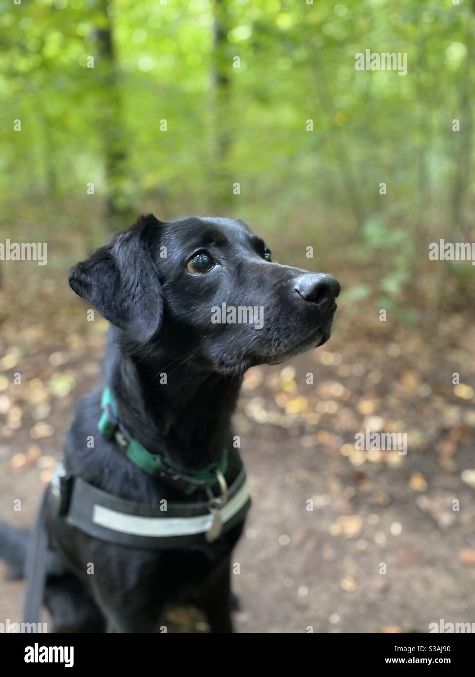 Black labrador cross hi-res stock photography and images - Alamy