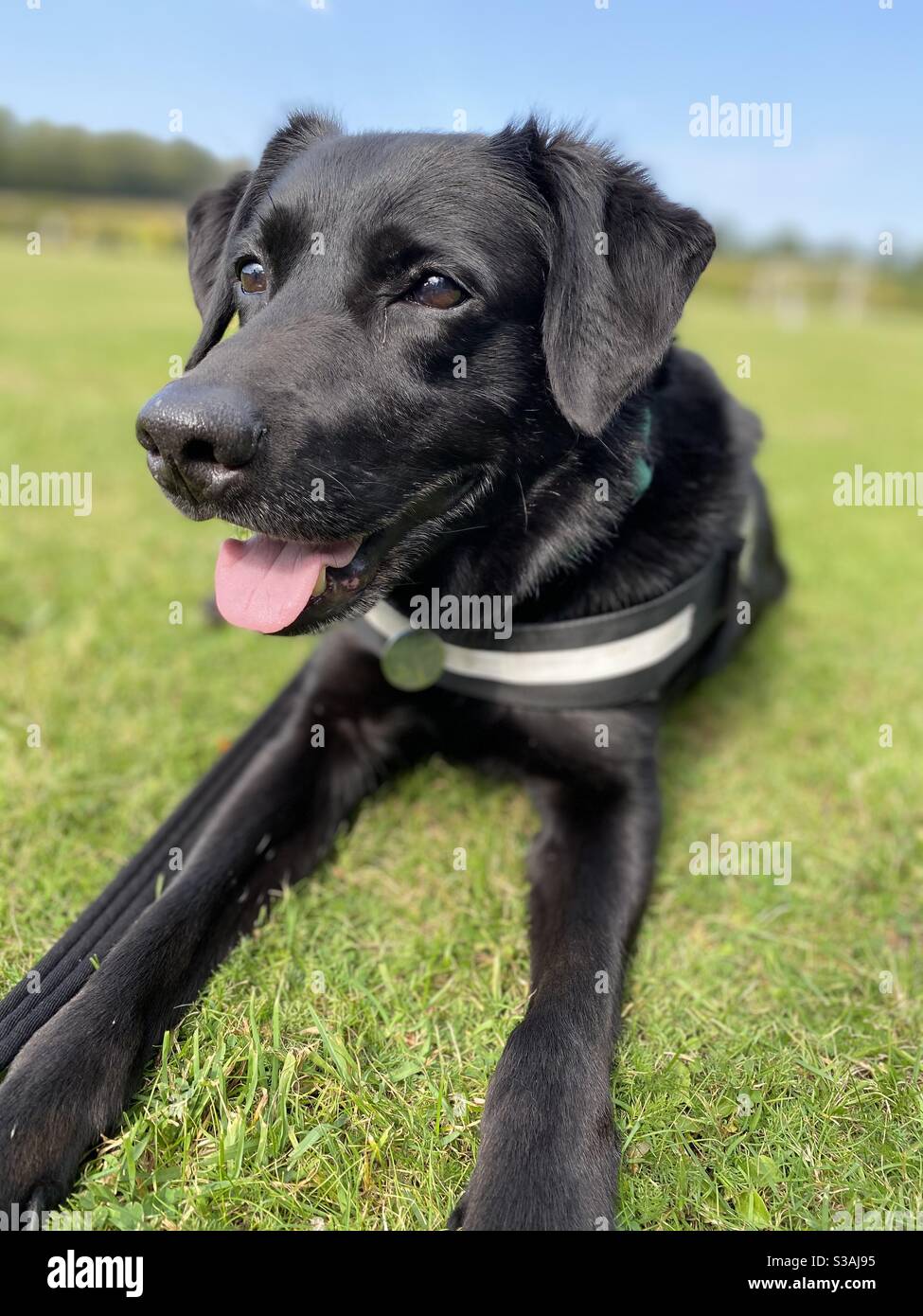 Black labrador puppy dog tongue hi-res stock photography and images - Alamy