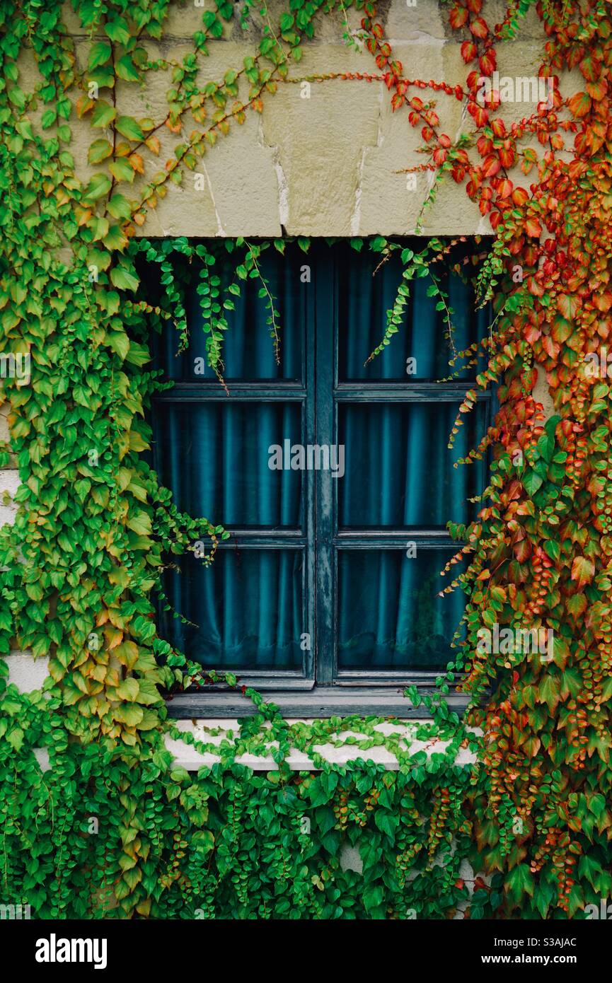 Leaves architecture hi-res stock photography and images - Alamy