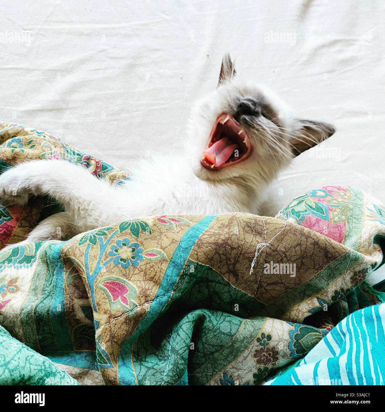 Good morning tiger! Stock Photo - Alamy