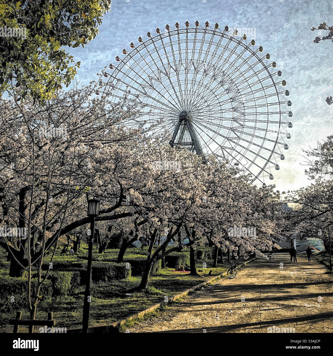 Ferris wheel among cherry blossoms at Tempozan Park, Osaka, Japan Stock ...