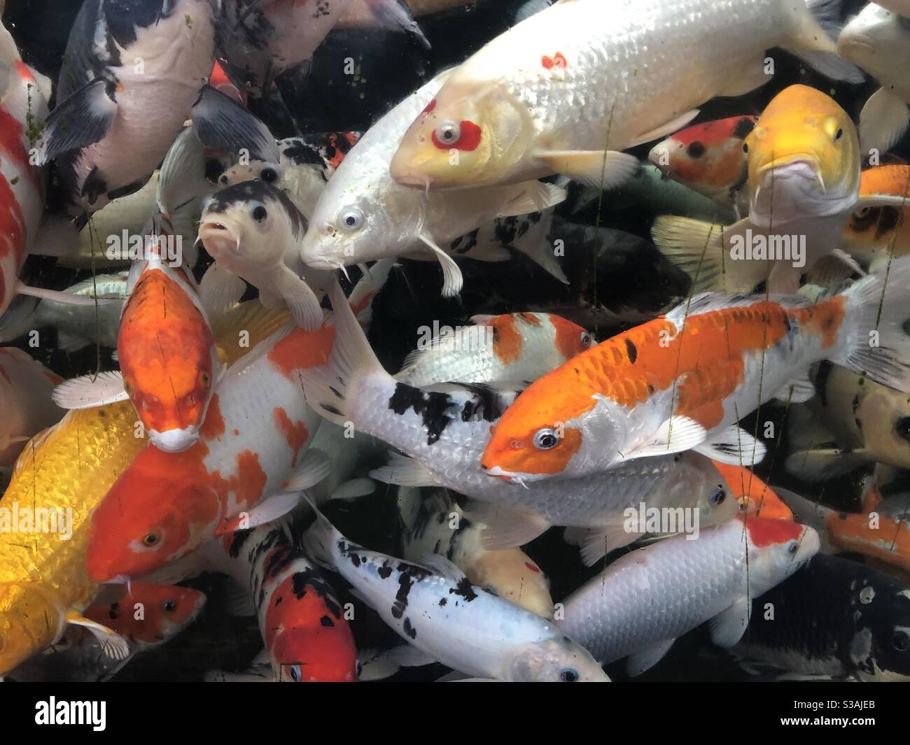 Fish koi carp hi-res stock photography and images - Alamy