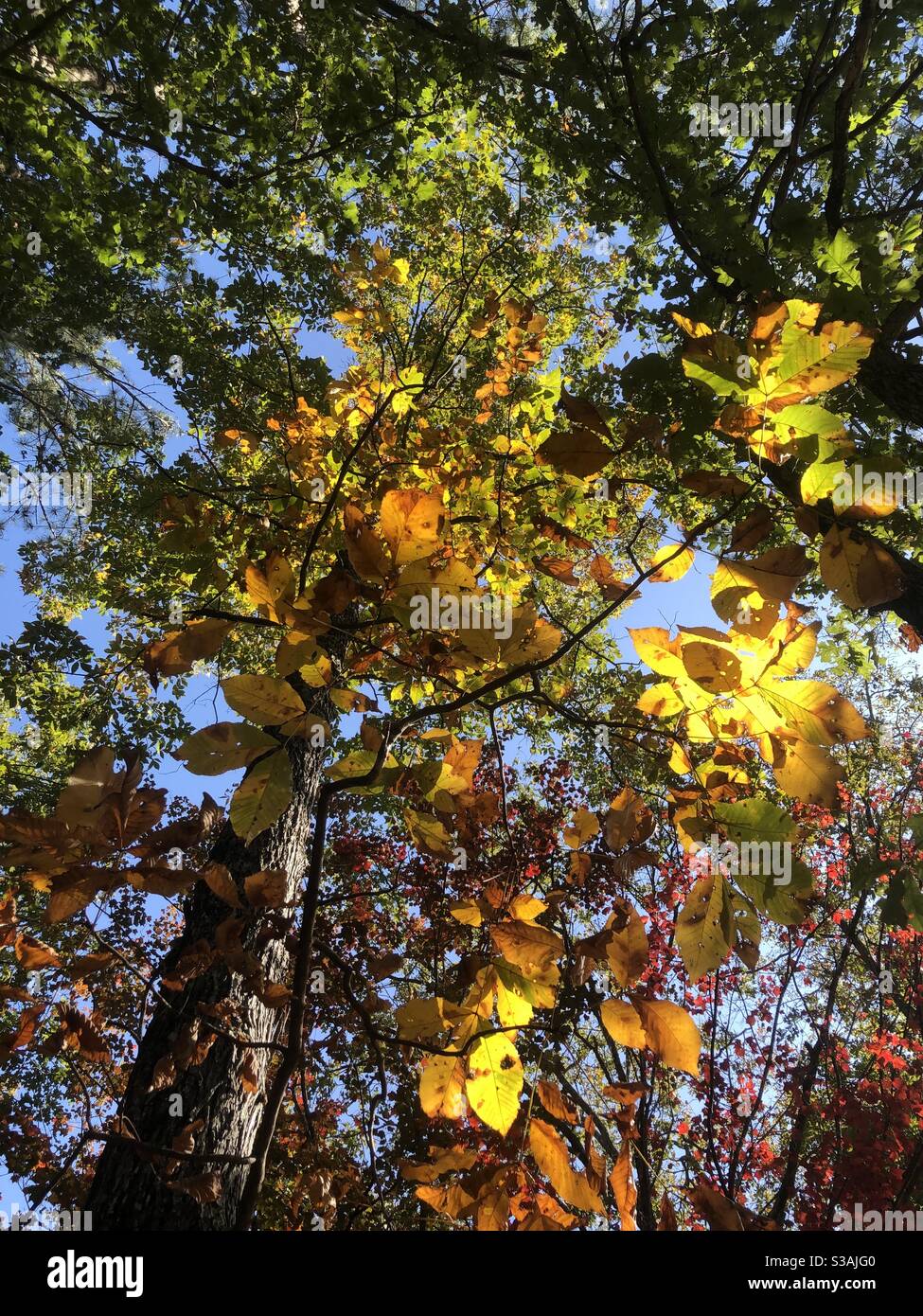 Hickory tree hi-res stock photography and images - Alamy