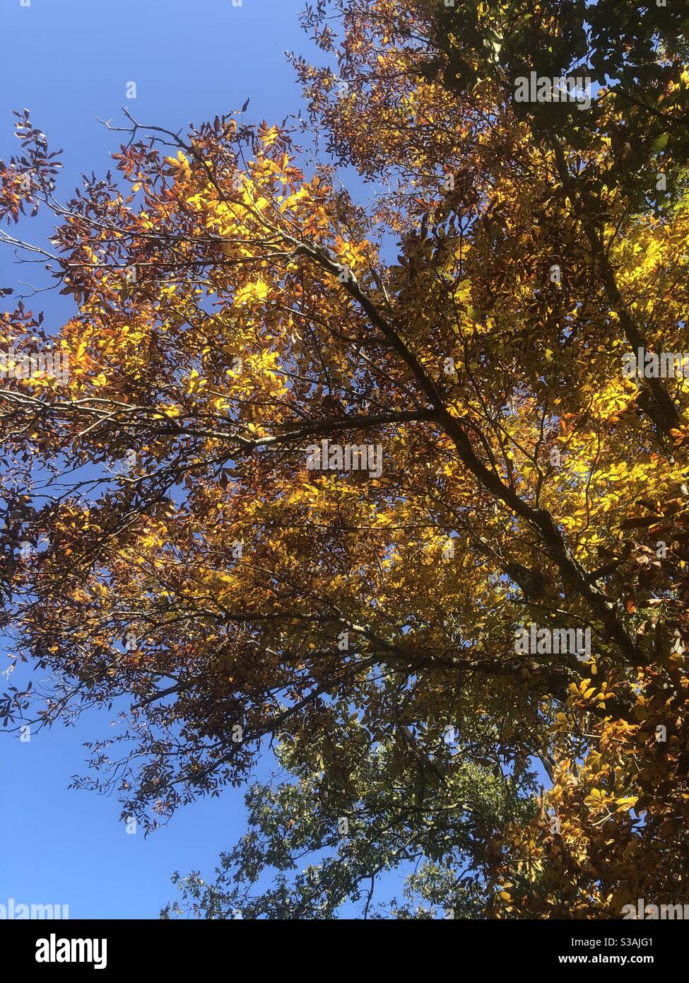 Autumn hickory tree in Alabama Stock Photo - Alamy
