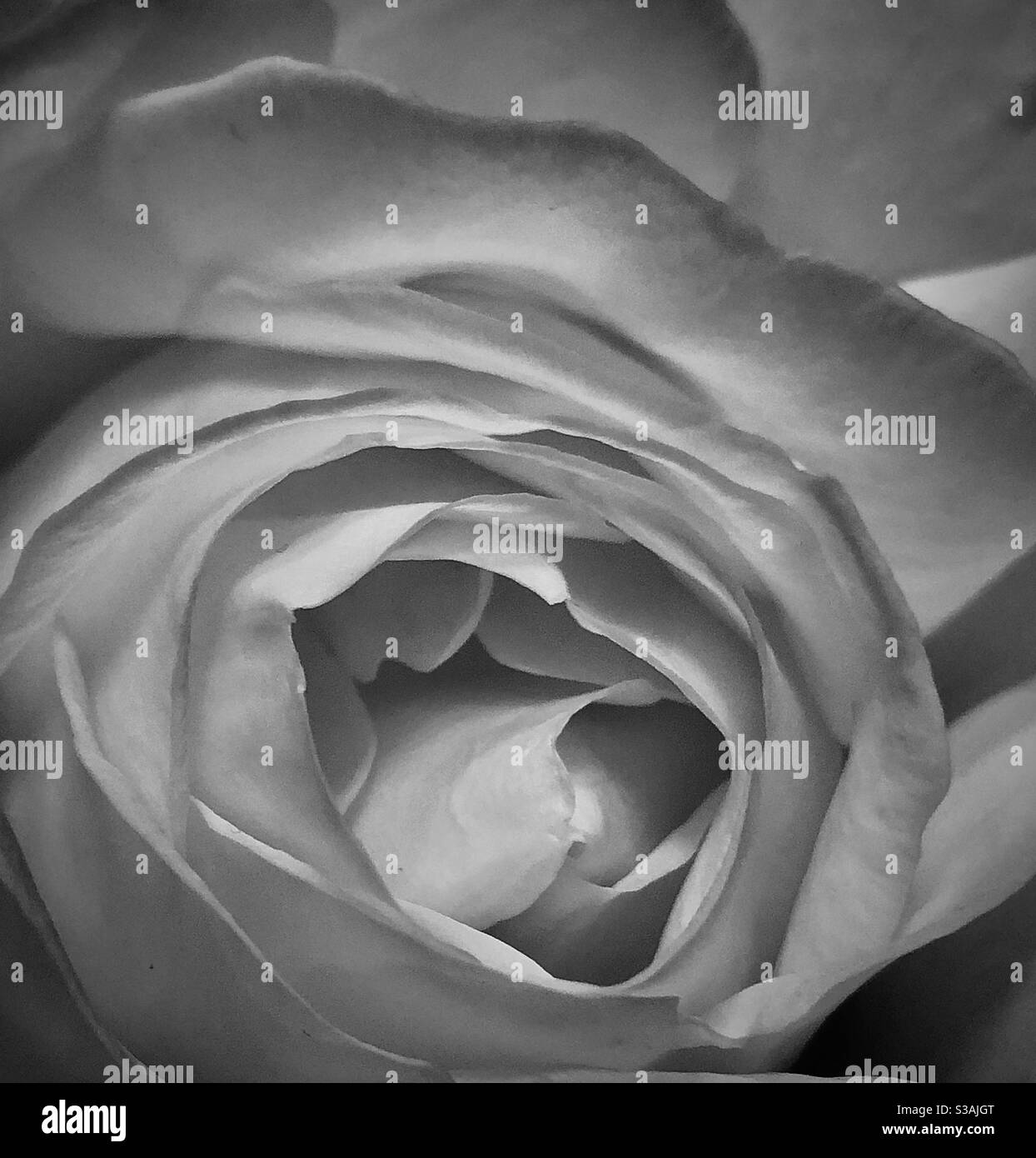 Rose drama hi-res stock photography and images - Alamy