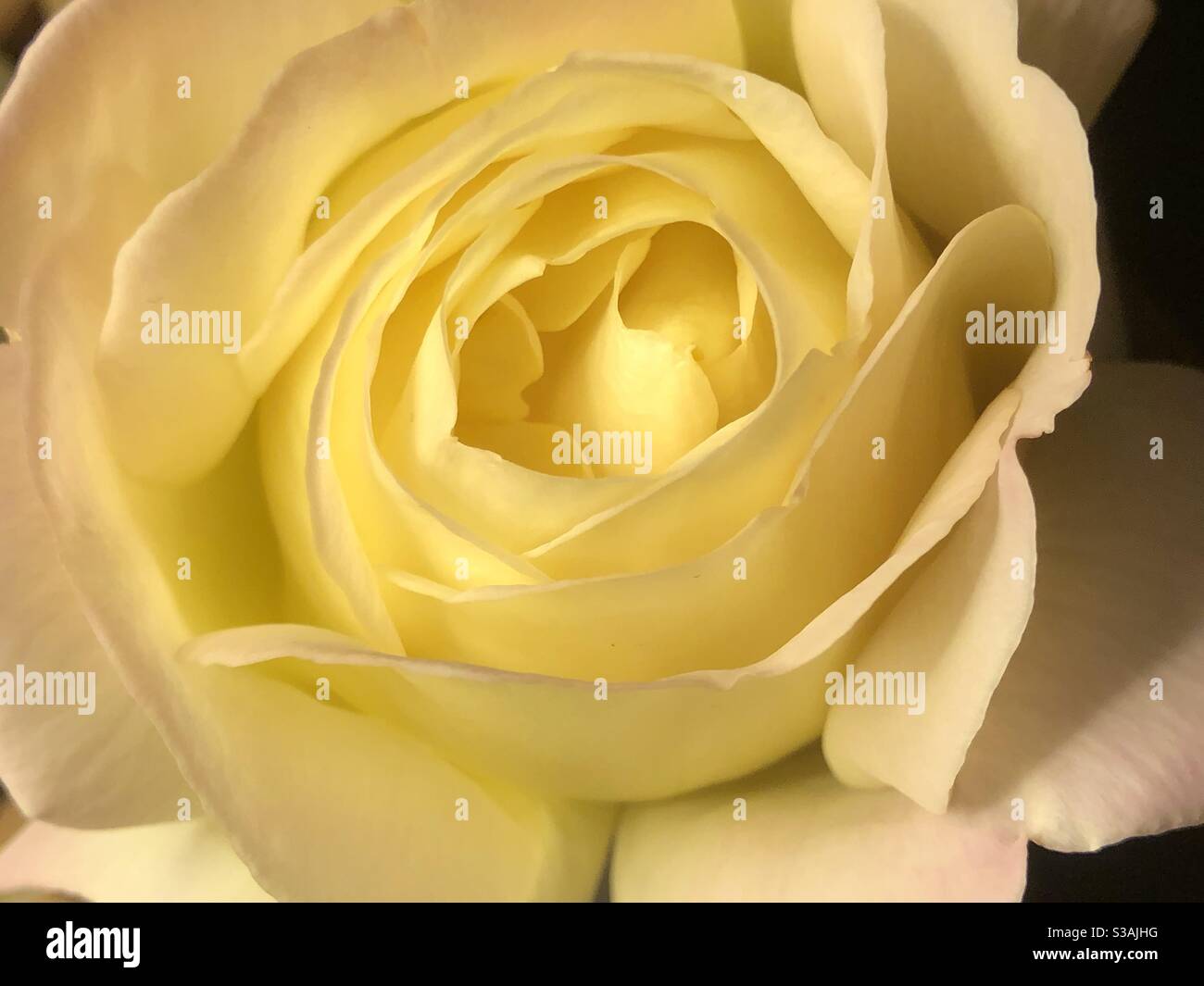 Rose at night hi-res stock photography and images - Alamy