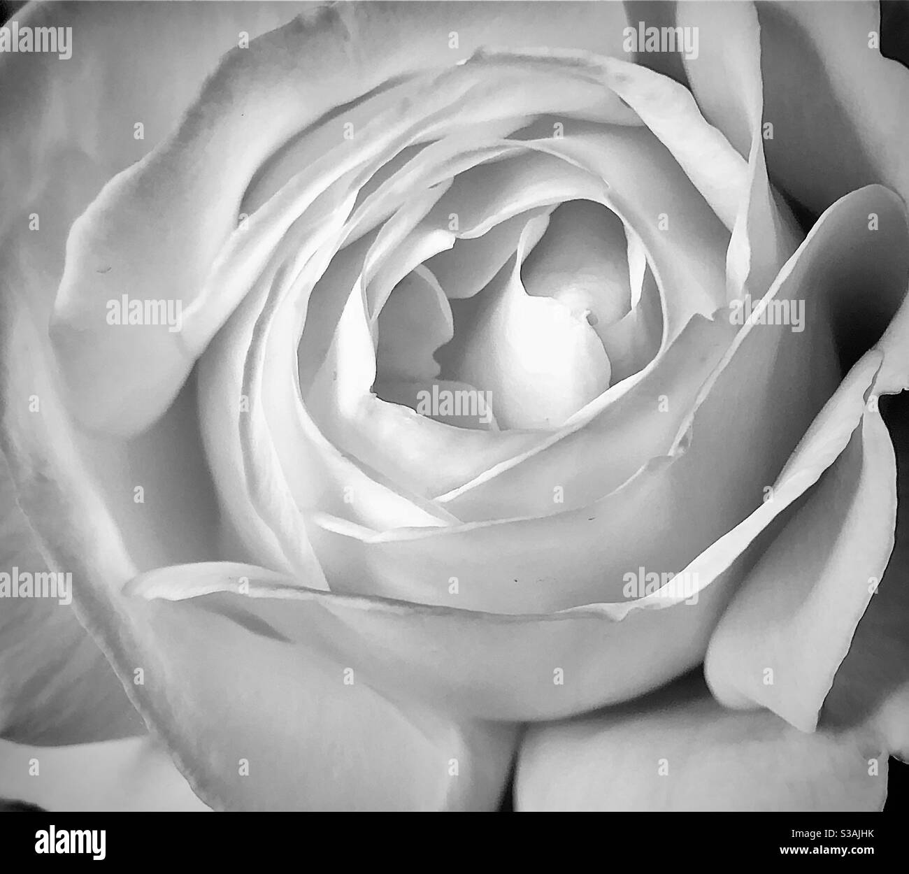 Midnight rose hi-res stock photography and images - Alamy