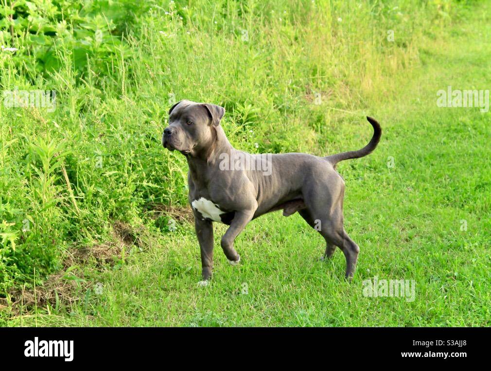 Blue pit dog hi-res stock photography and images - Alamy
