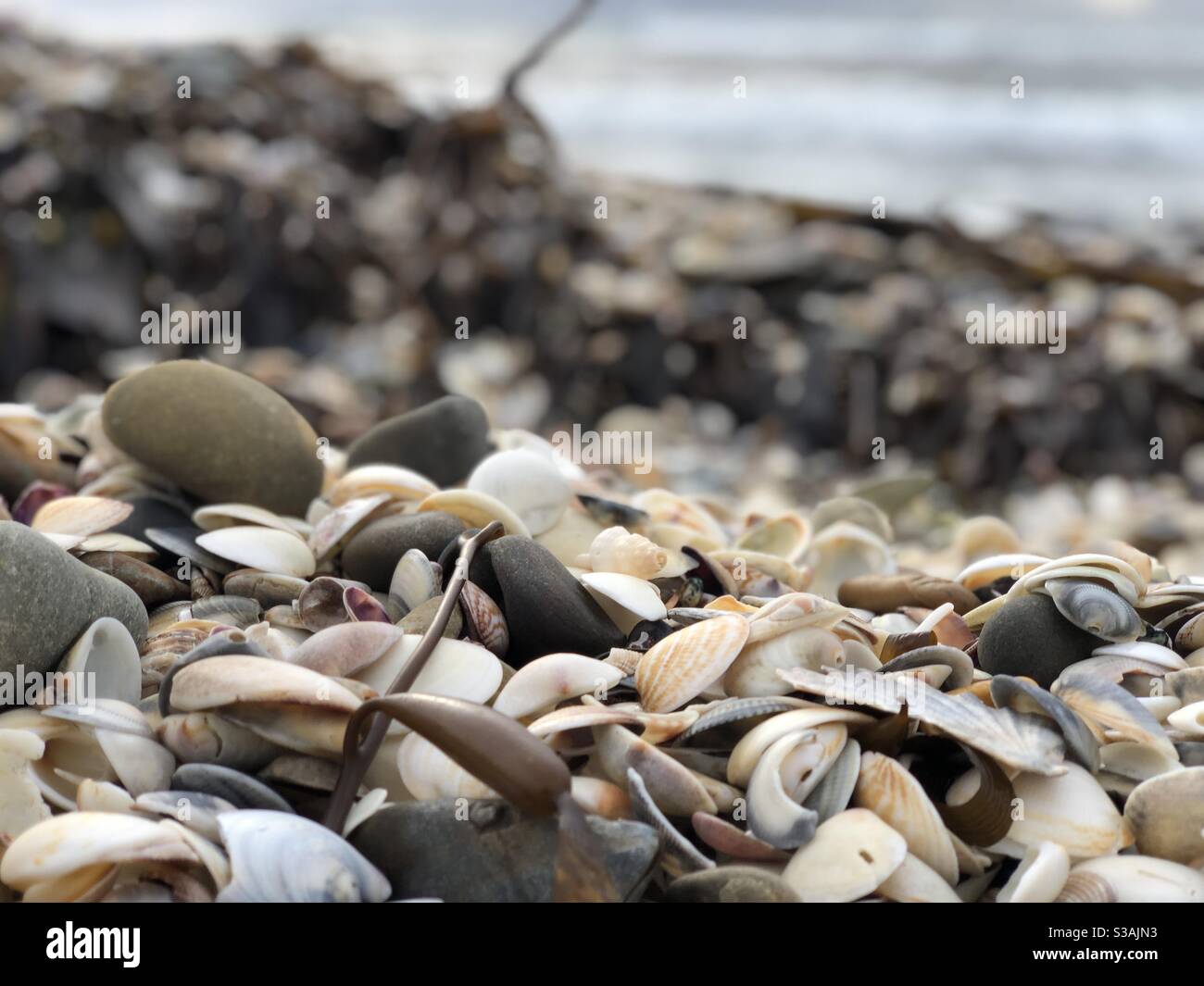 Shore ecology hi-res stock photography and images - Alamy