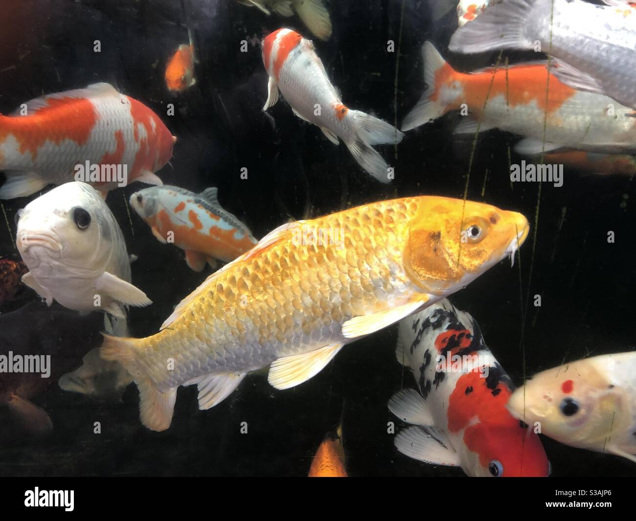 Koi carp hi-res stock photography and images - Alamy