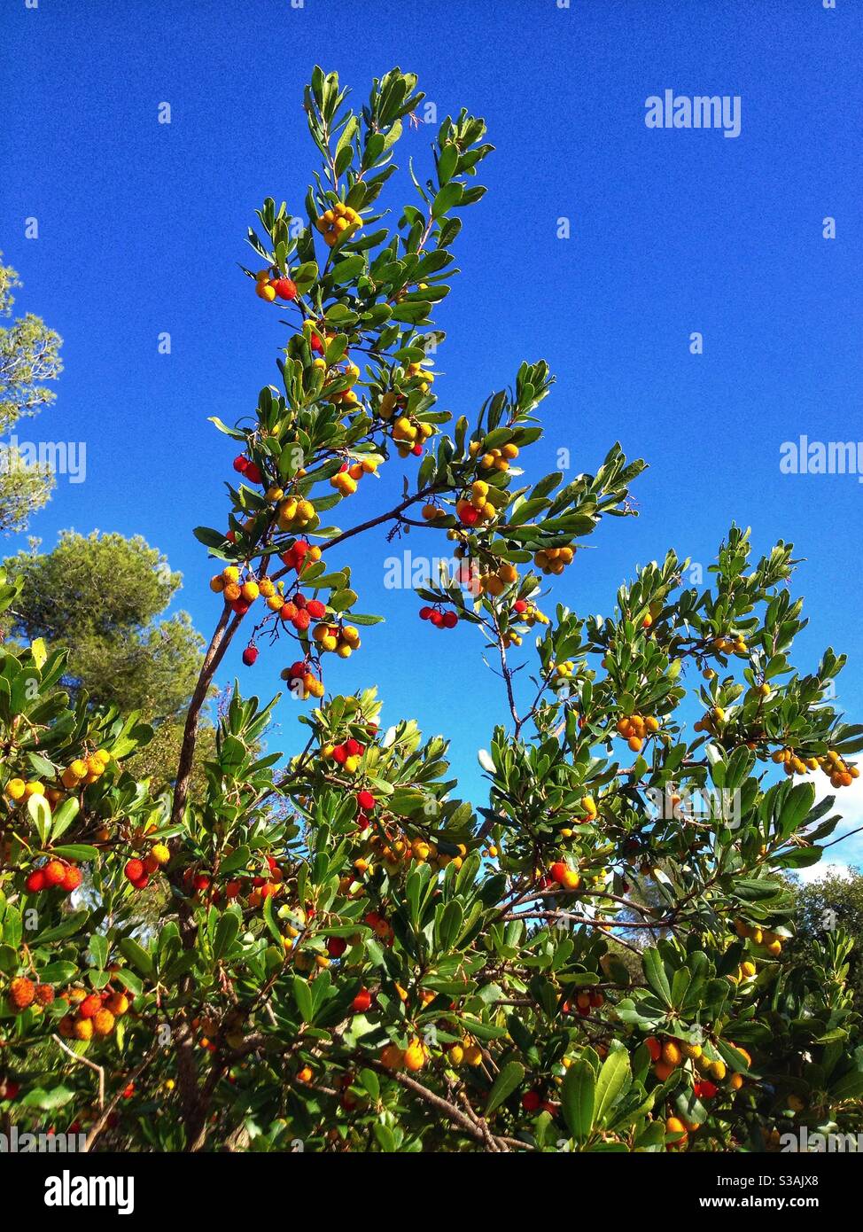 Strawberry Tree in Autumn Stock Photo - Alamy