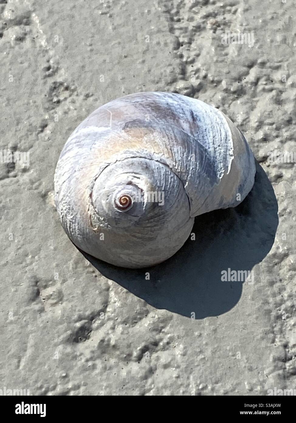 Seashell circle hi-res stock photography and images - Alamy