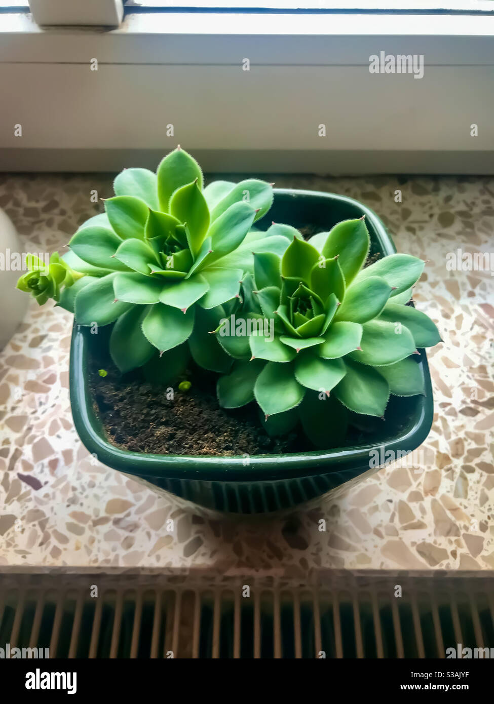 Succulent at window growing healthy Stock Photo - Alamy