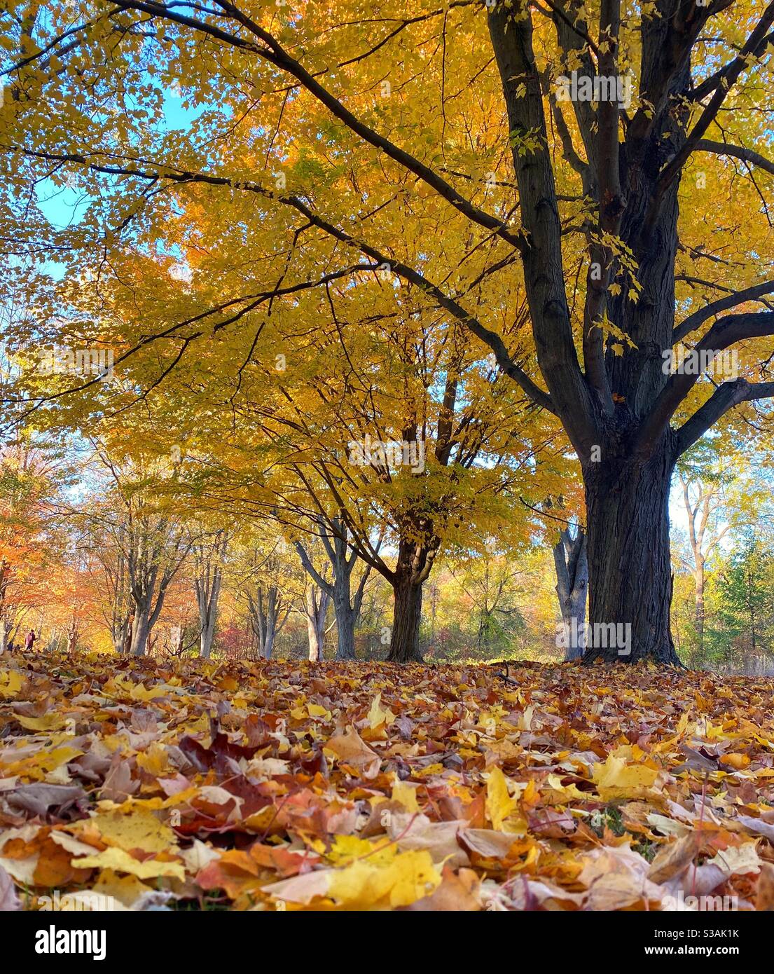 Yellow fall trees Stock Photo - Alamy