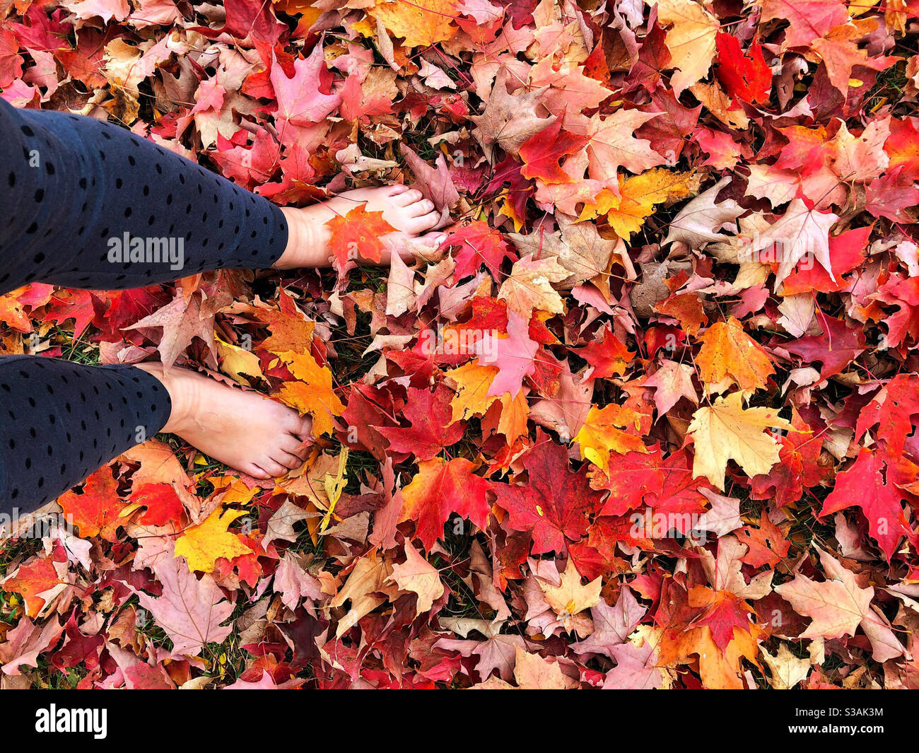 Woman walking barefoot through autumn leaves, many orange and yellow ... Woman walking barefoot through autumn leaves, many orange and yellow ...