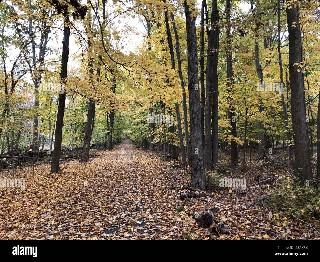 Fall path hi-res stock photography and images - Alamy